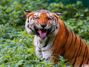 Pilibhit Safari, Pilibhit Tiger Reserve | Safari Timing, and Charges